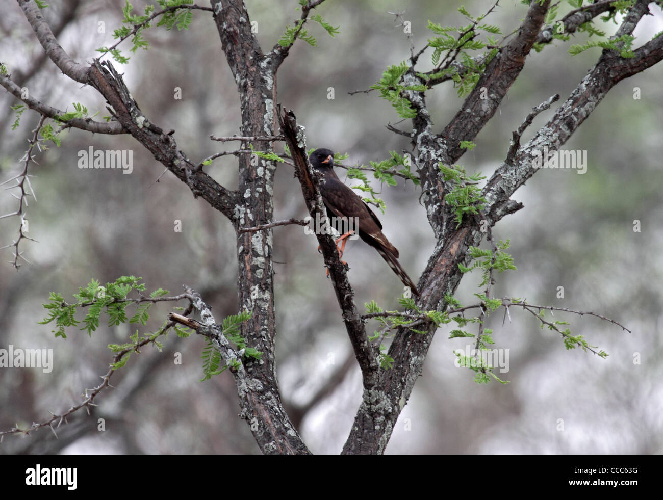 Gabar goshawk melanistic form Stock Photo - Alamy