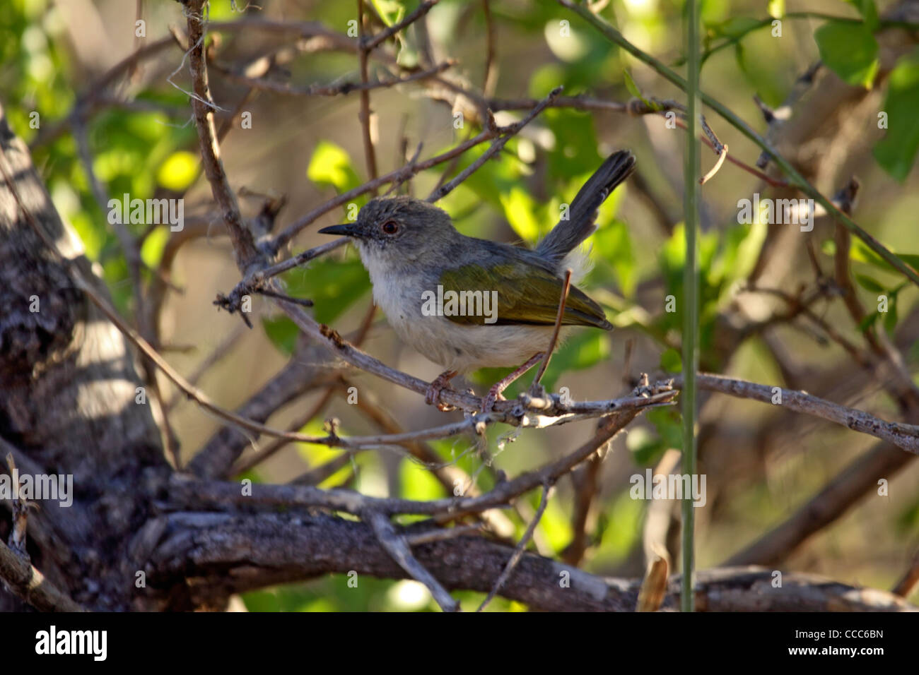 Camaroptera Brevicaudata High Resolution Stock Photography and Images ...