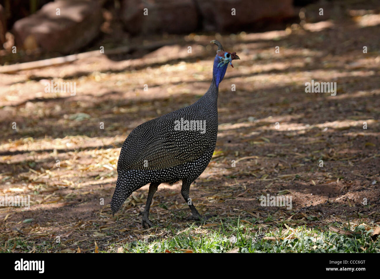 Helmeted guinea fowl in Namibia Stock Photo - Alamy