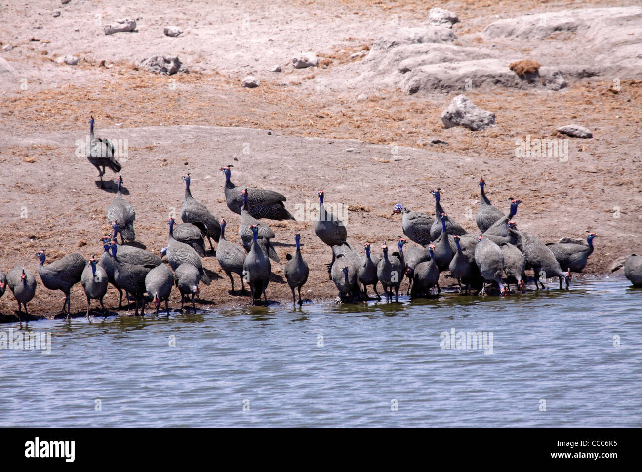 Helmeted guinea fowl flock at waterhole in Namibia Stock Photo - Alamy