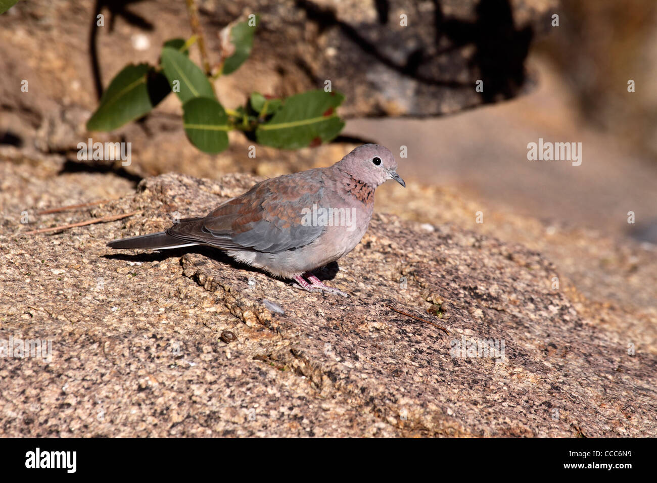 Palm doves hi-res stock photography and images - Alamy