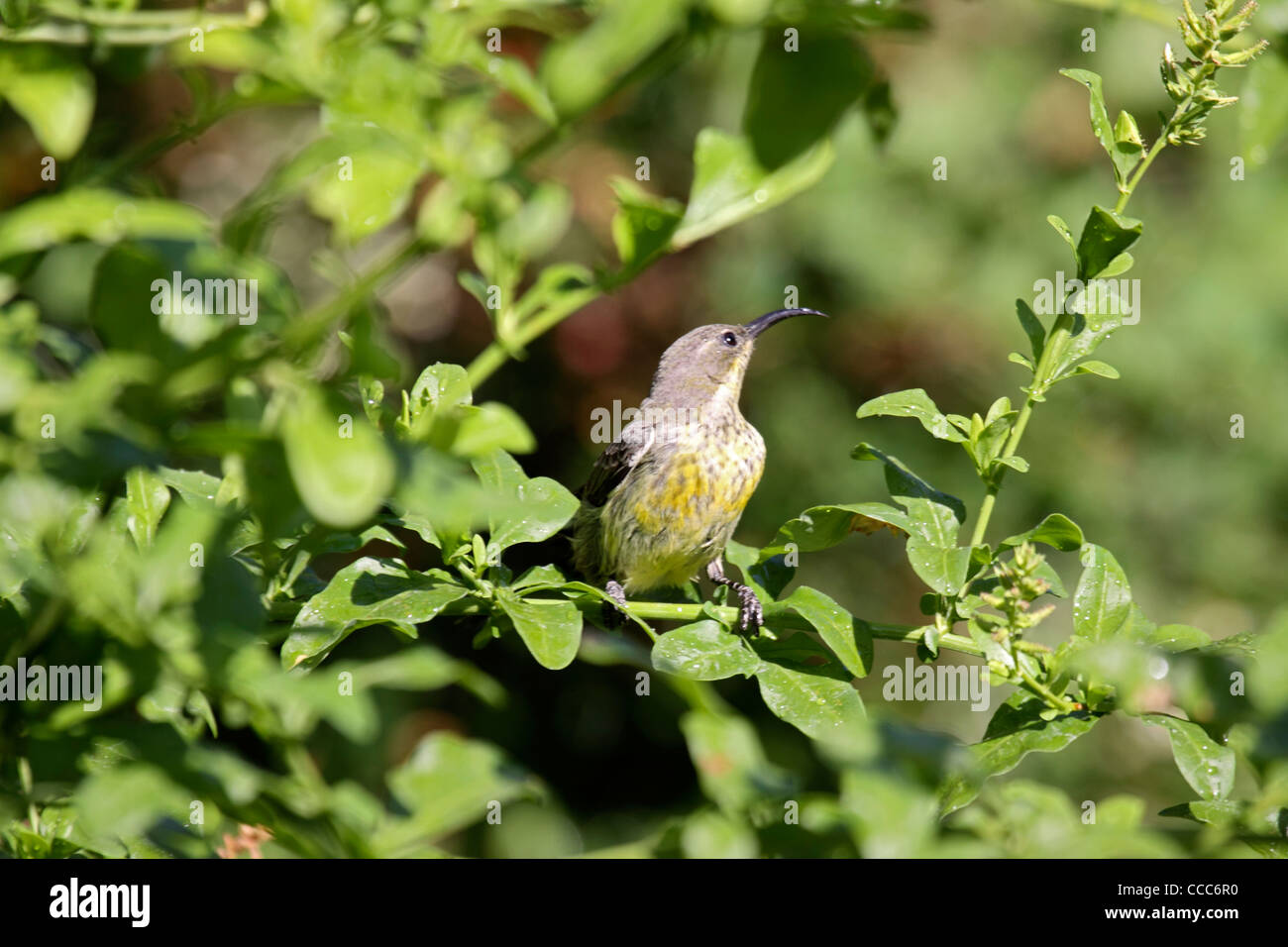 African sunbirds hi-res stock photography and images - Alamy