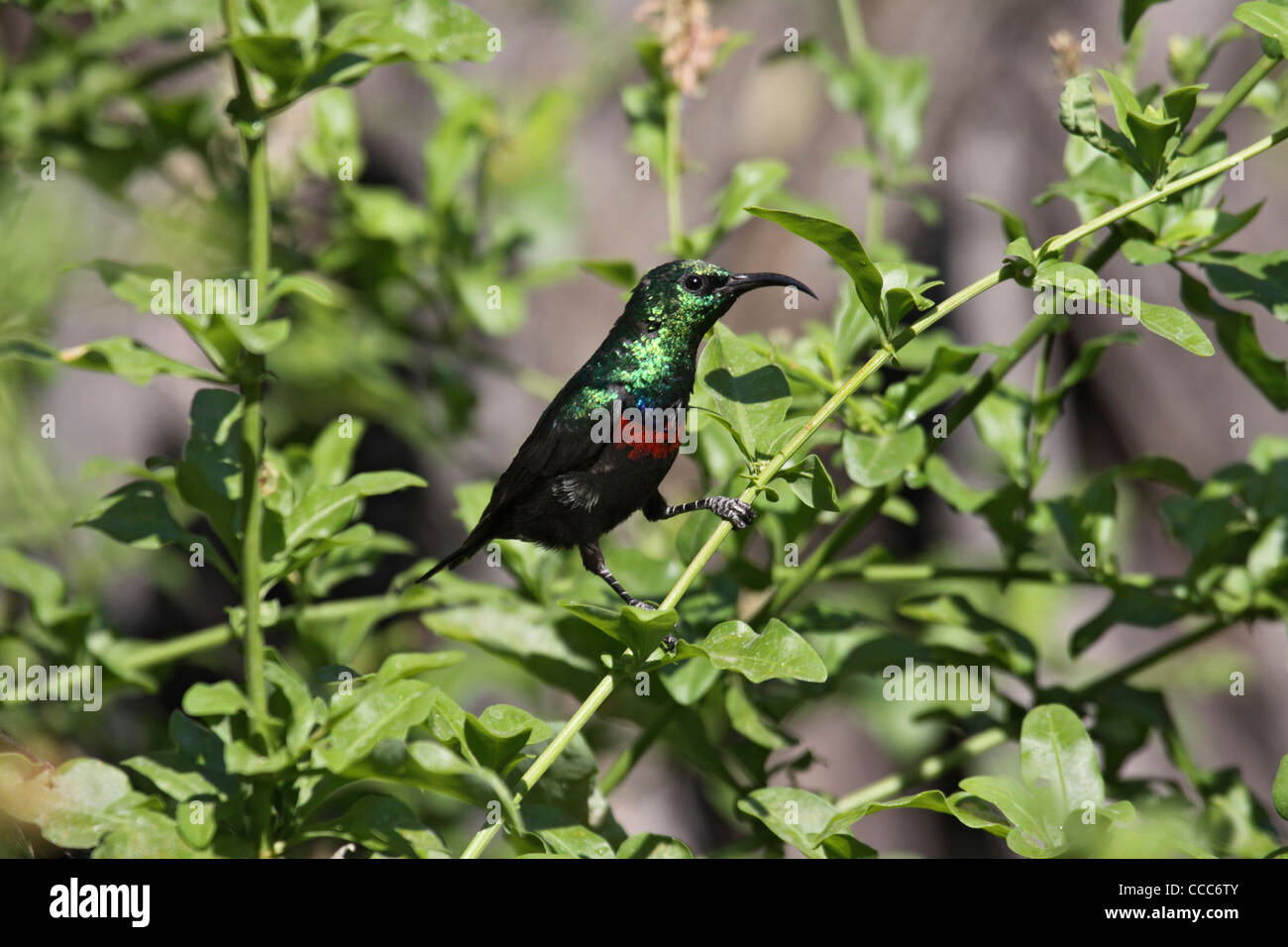 African sunbirds hi-res stock photography and images - Alamy