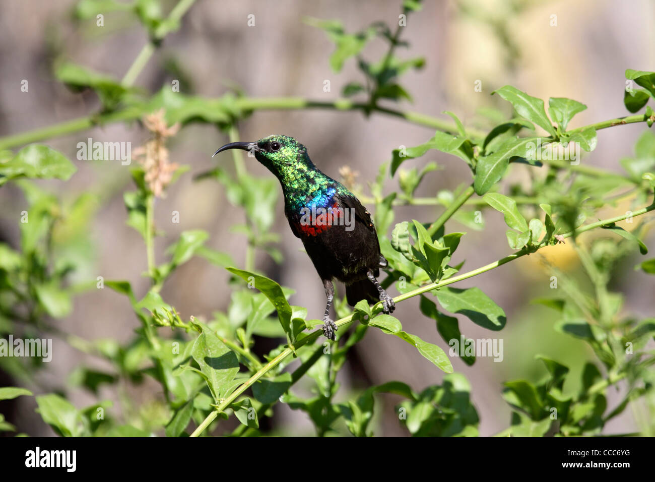 African sunbirds hi-res stock photography and images - Alamy