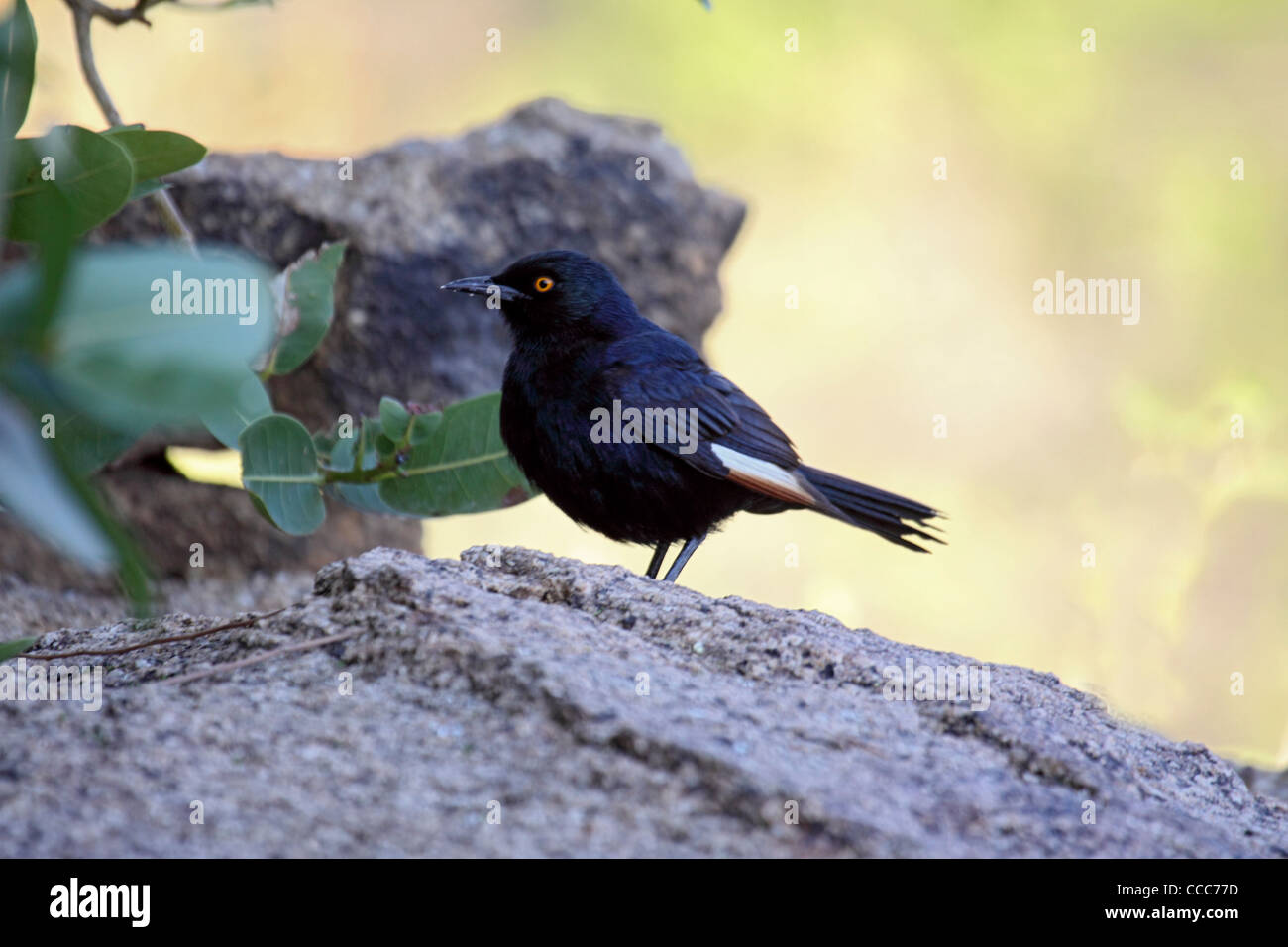African Pale Winged Starling High Resolution Stock Photography and ...