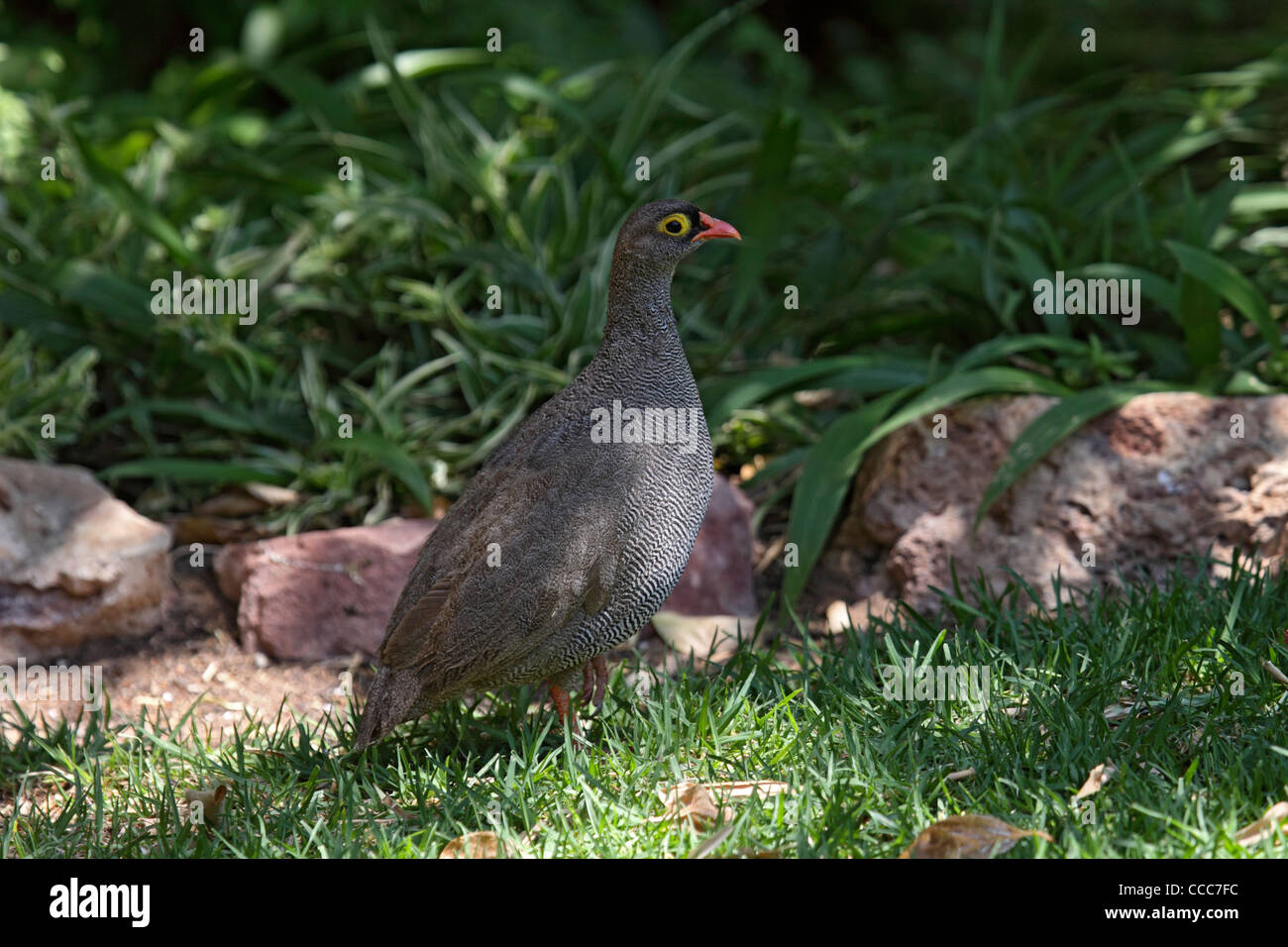 Red billed francolin in Namibia Stock Photo - Alamy