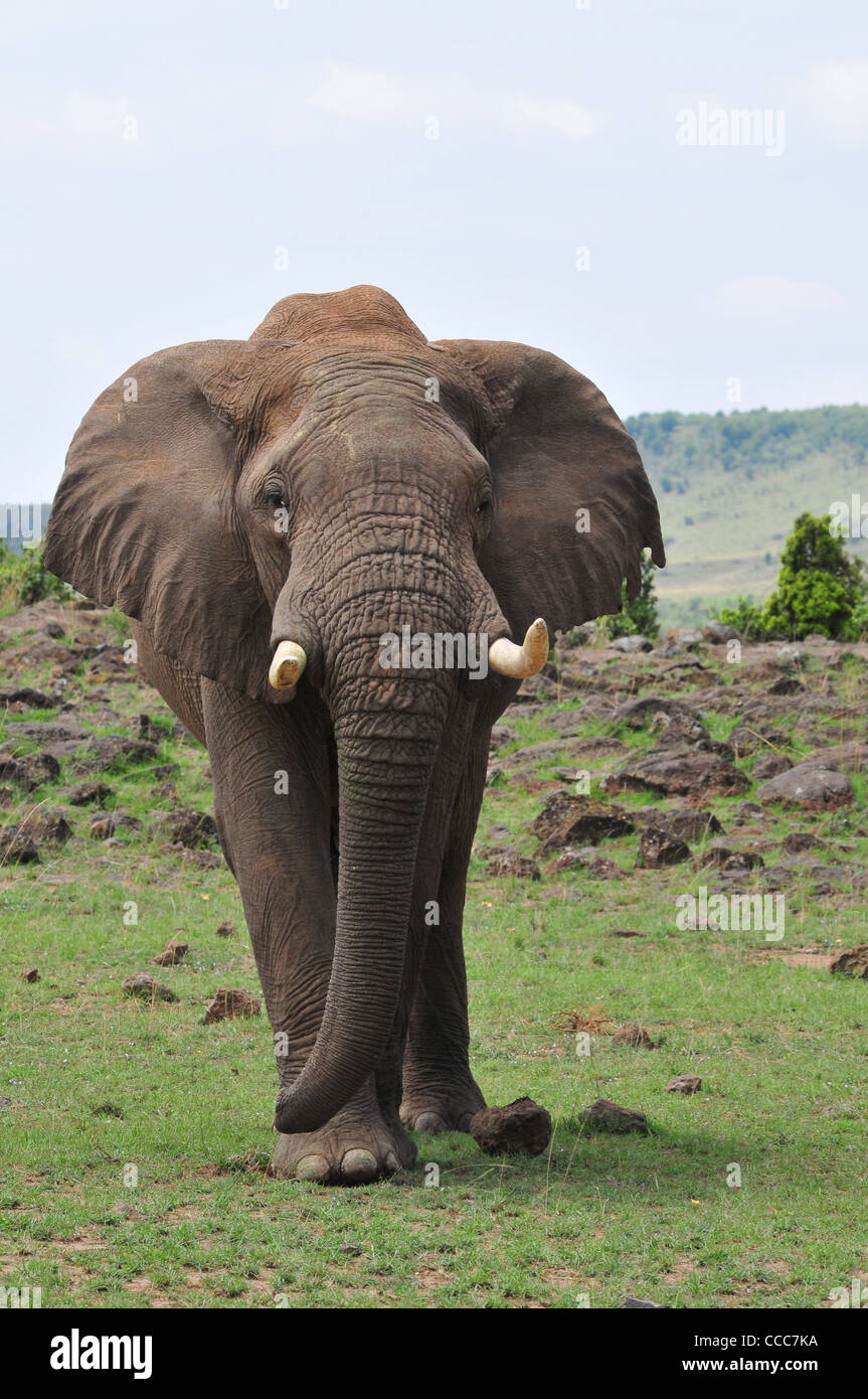 Facing elephant hi-res stock photography and images - Alamy