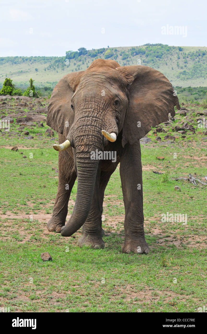 Elephant, Masai Mara Stock Photo - Alamy