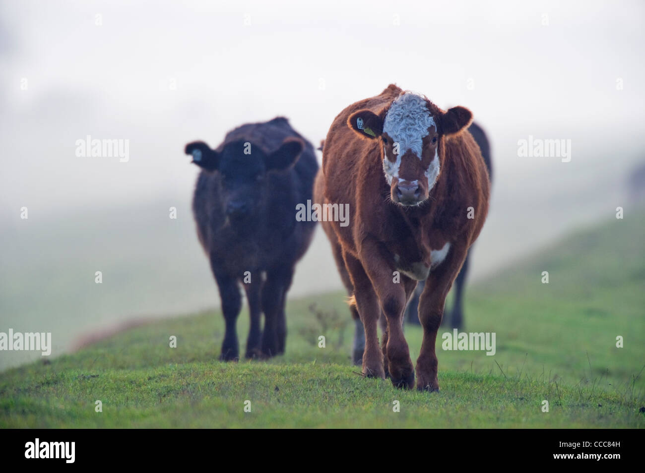 Nene washes hi-res stock photography and images - Alamy