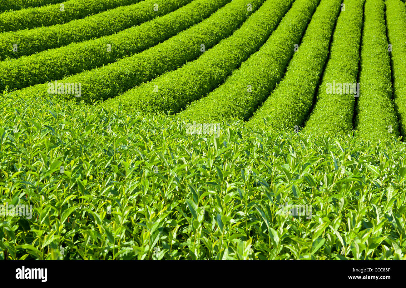 Sencha tea plantation hi-res stock photography and images - Alamy