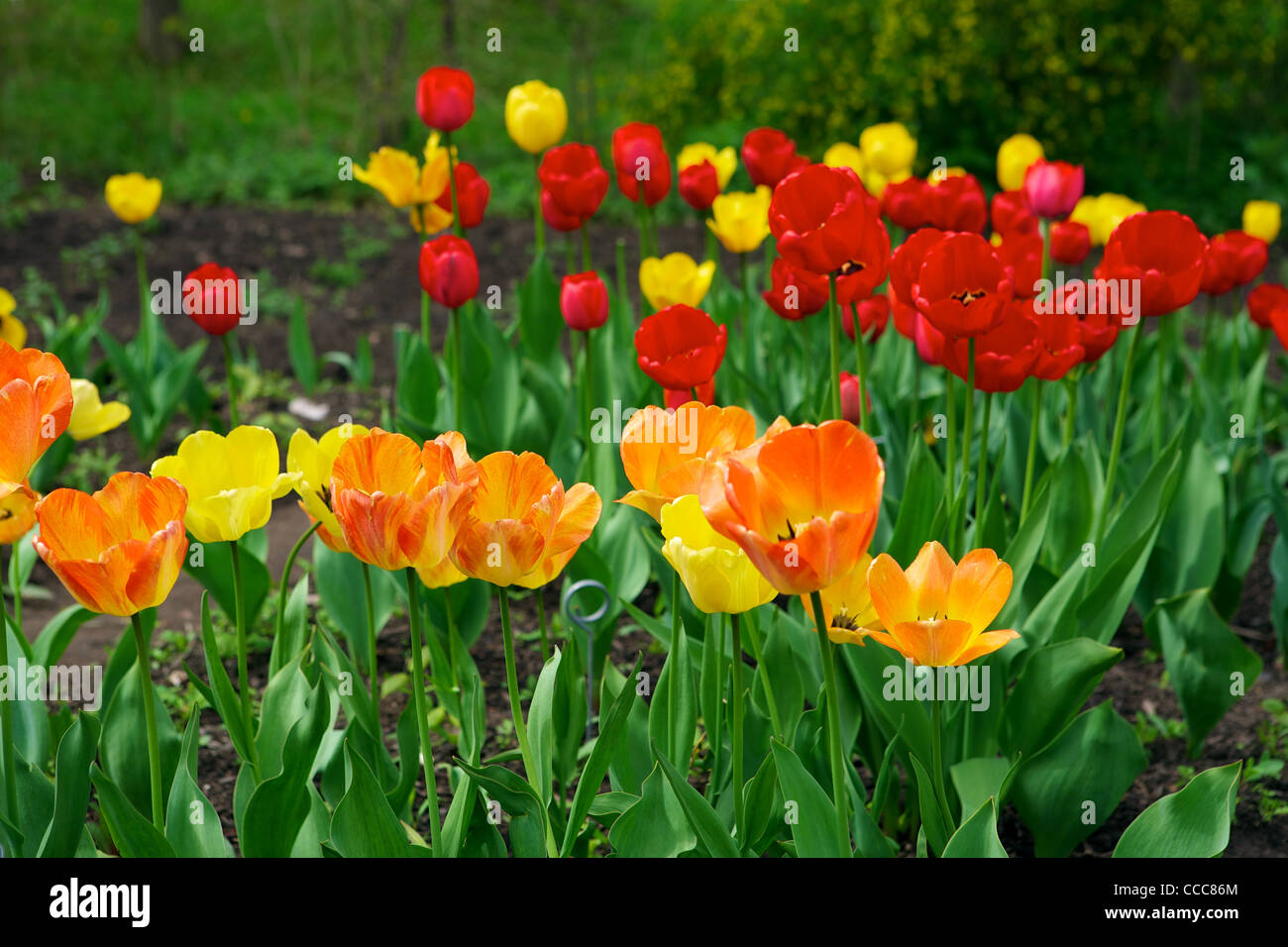 Tulips - beautiful spring flowers Stock Photo - Alamy