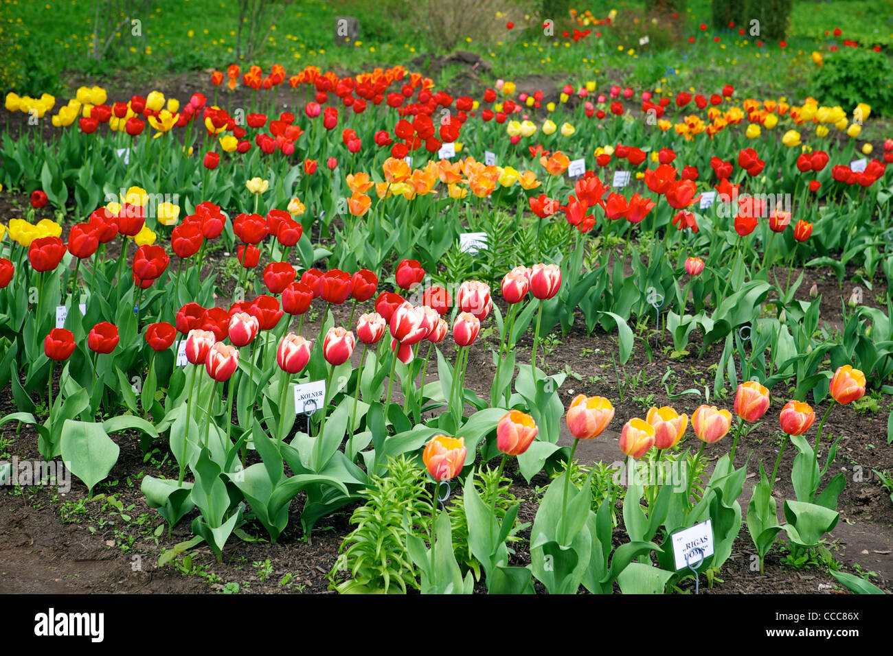 Orchard tulips hi-res stock photography and images - Alamy
