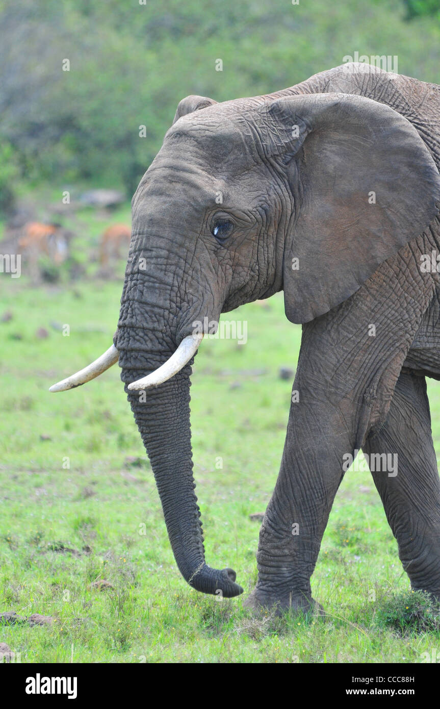 Elephant, Masai Mara Stock Photo - Alamy