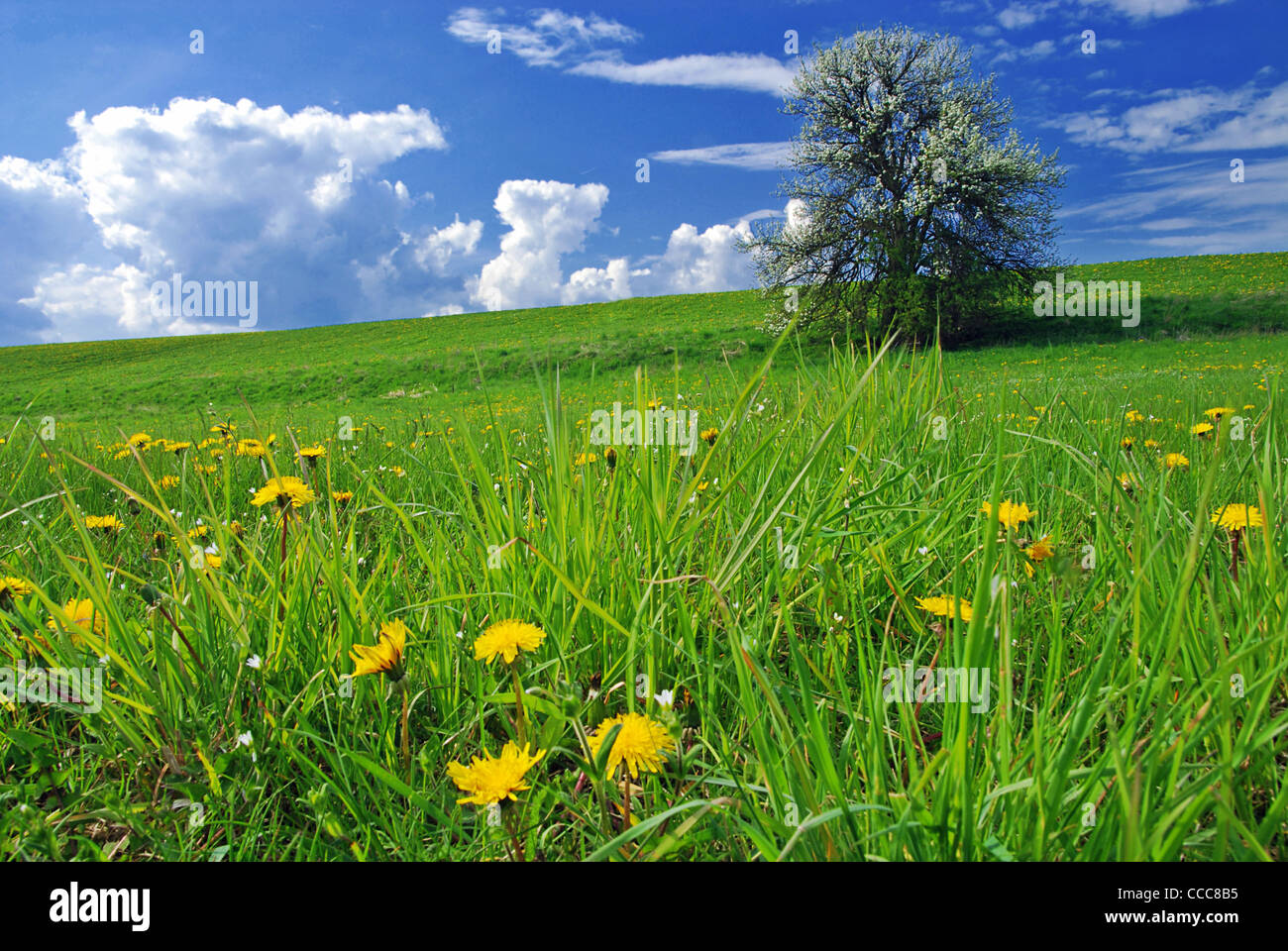 Background field air dandelions hi-res stock photography and images - Alamy