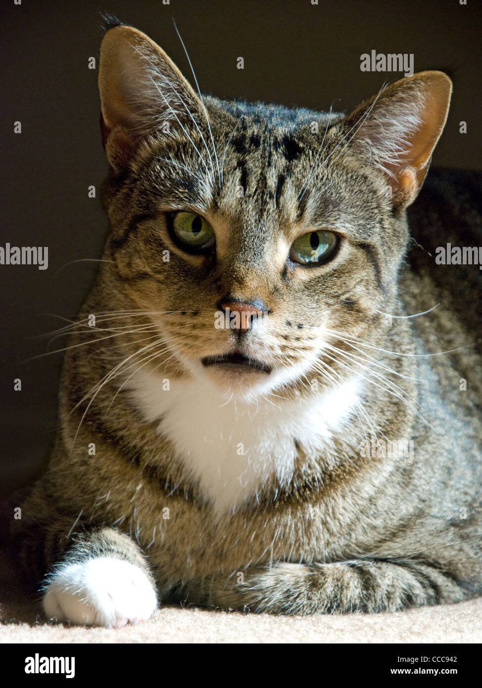 Beautiful cat sitting on the carpet Stock Photo - Alamy