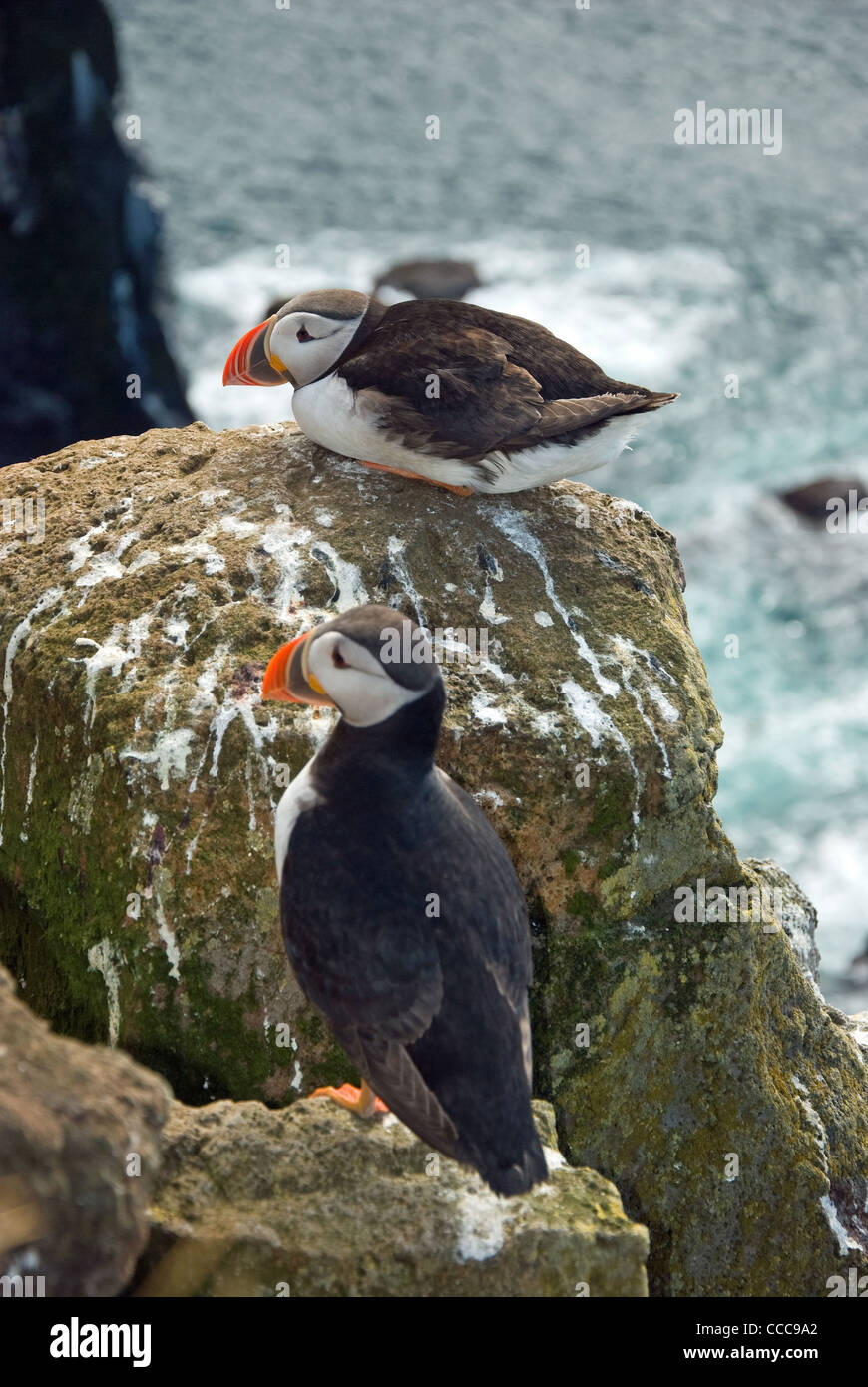 Iceland birdlife hi-res stock photography and images - Alamy