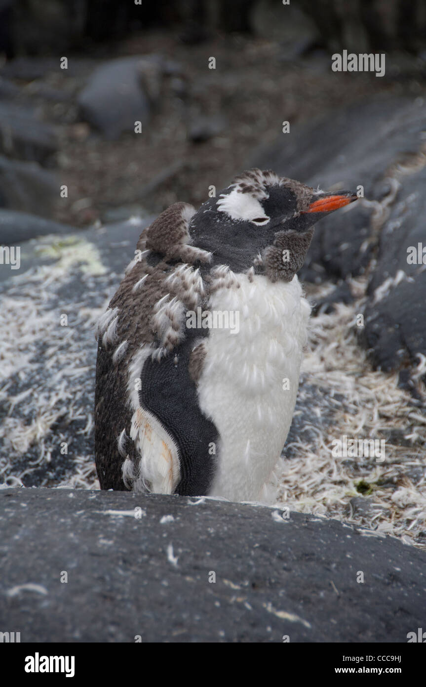 Penguin molting hi-res stock photography and images - Alamy