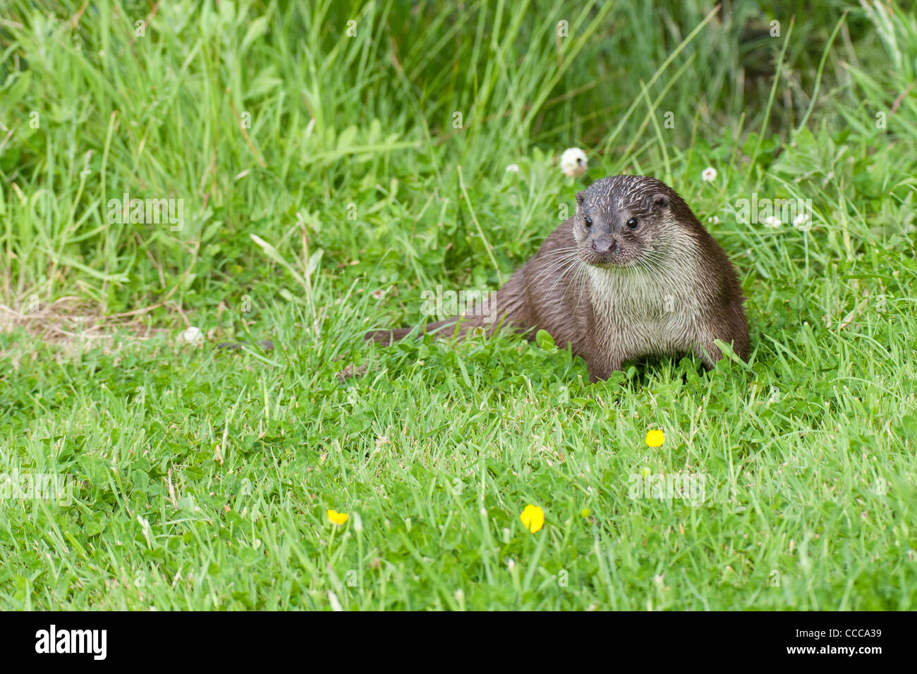 Eurasian Otter (Lutra lutra Stock Photo - Alamy