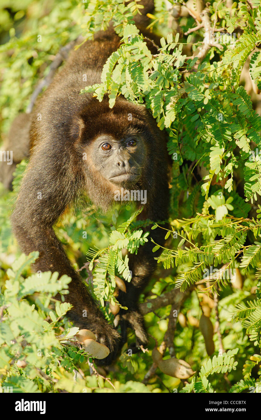 Monkey yelling hi-res stock photography and images - Alamy