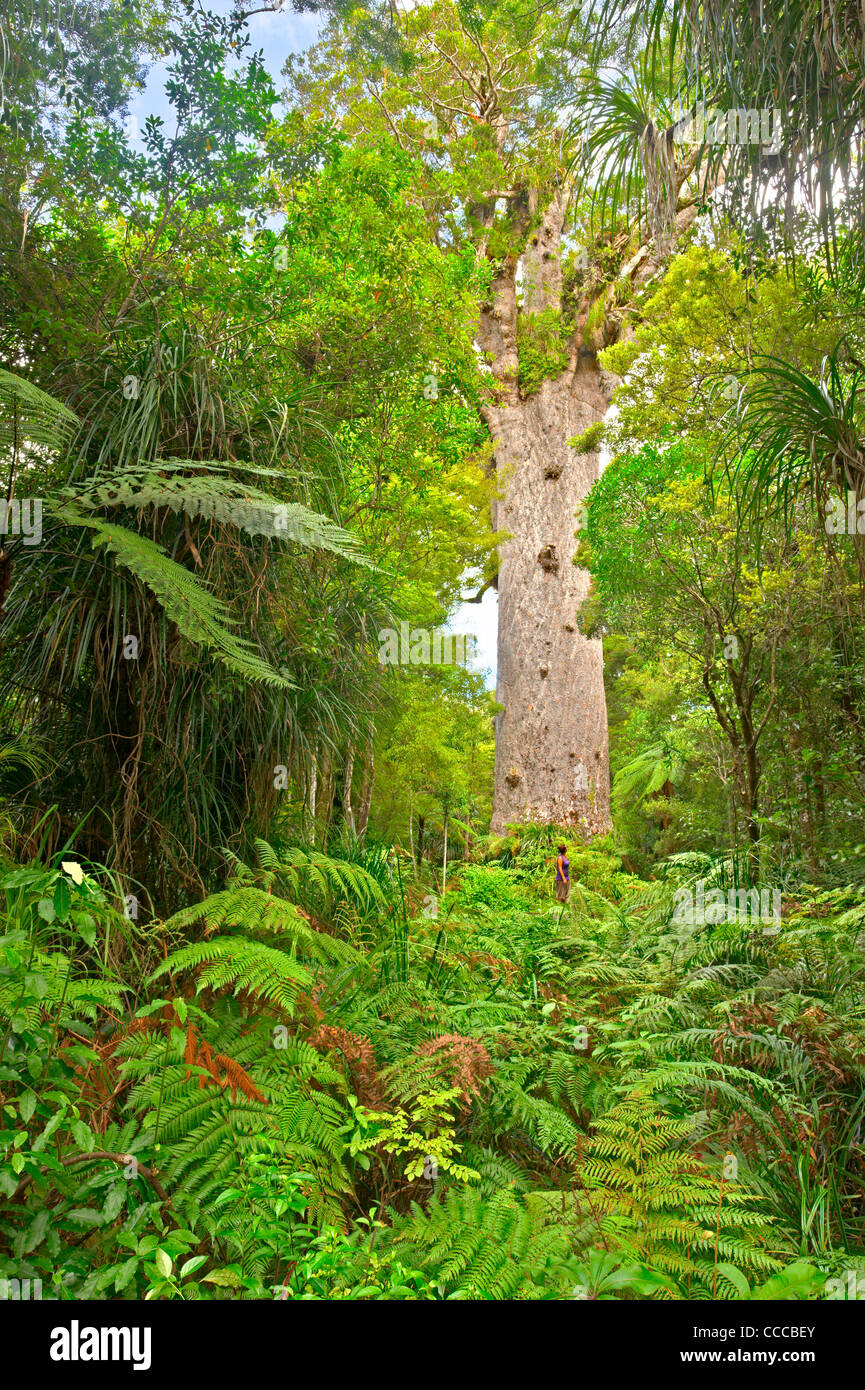 Giant kauri tane mahuta hi-res stock photography and images - Alamy