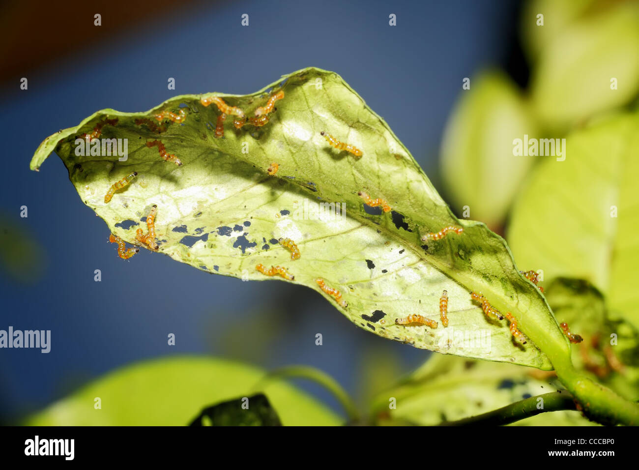 Insect Infestation by the Caterpillars Stock Photo - Alamy