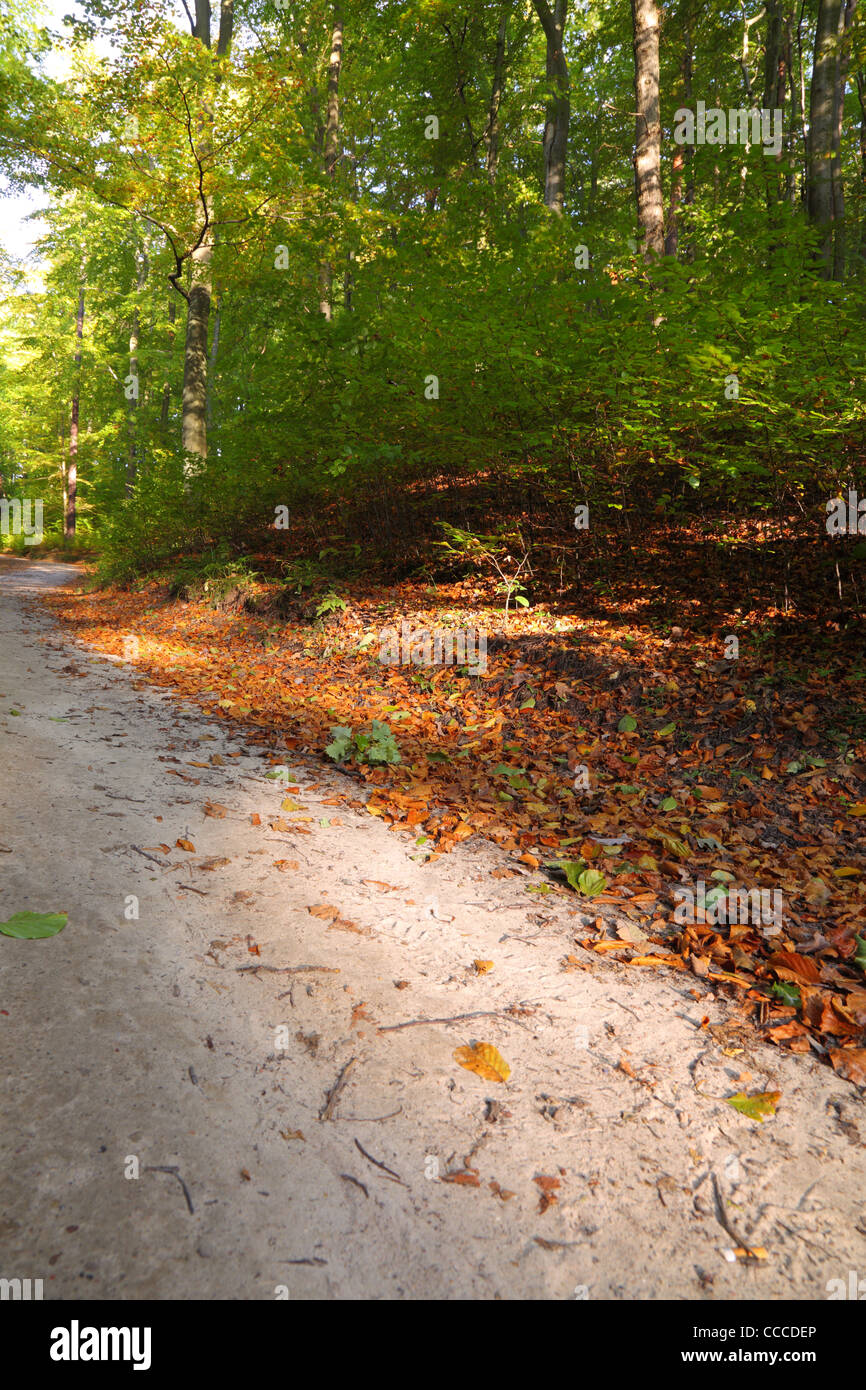 Rural autumn scenery - Fall in forest - park road Stock Photo - Alamy
