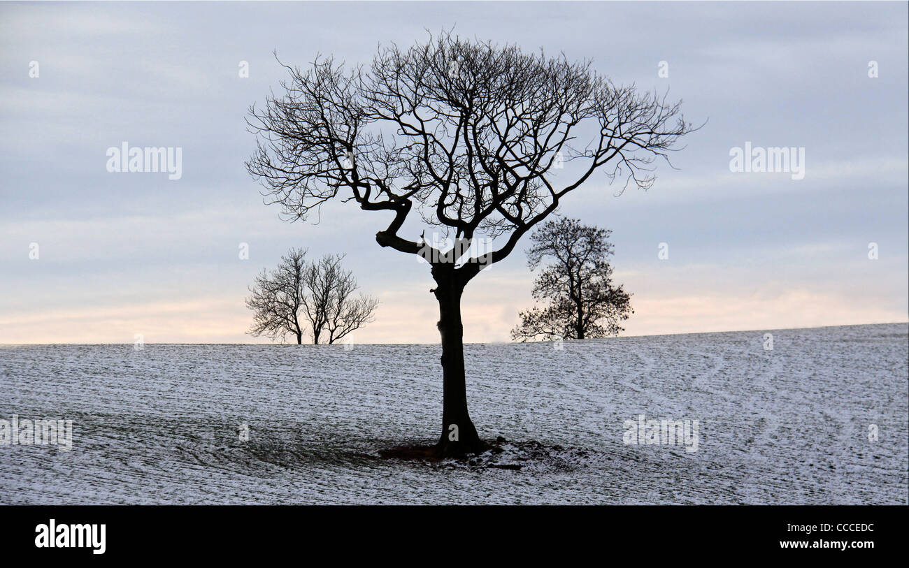Three frozen trees Stock Photo - Alamy