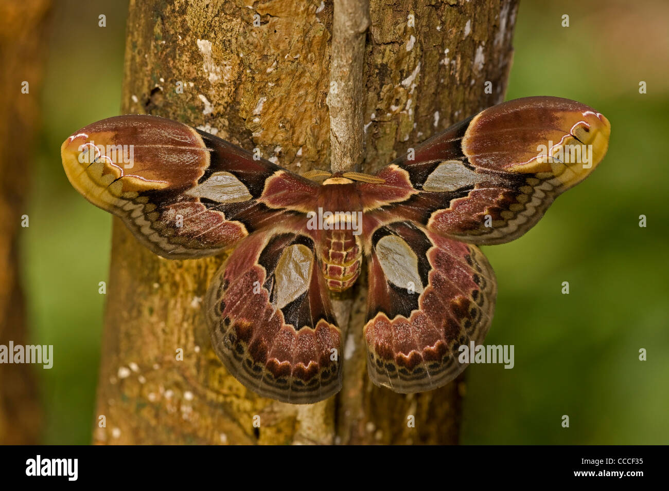 Rothschildia moth hi-res stock photography and images - Alamy
