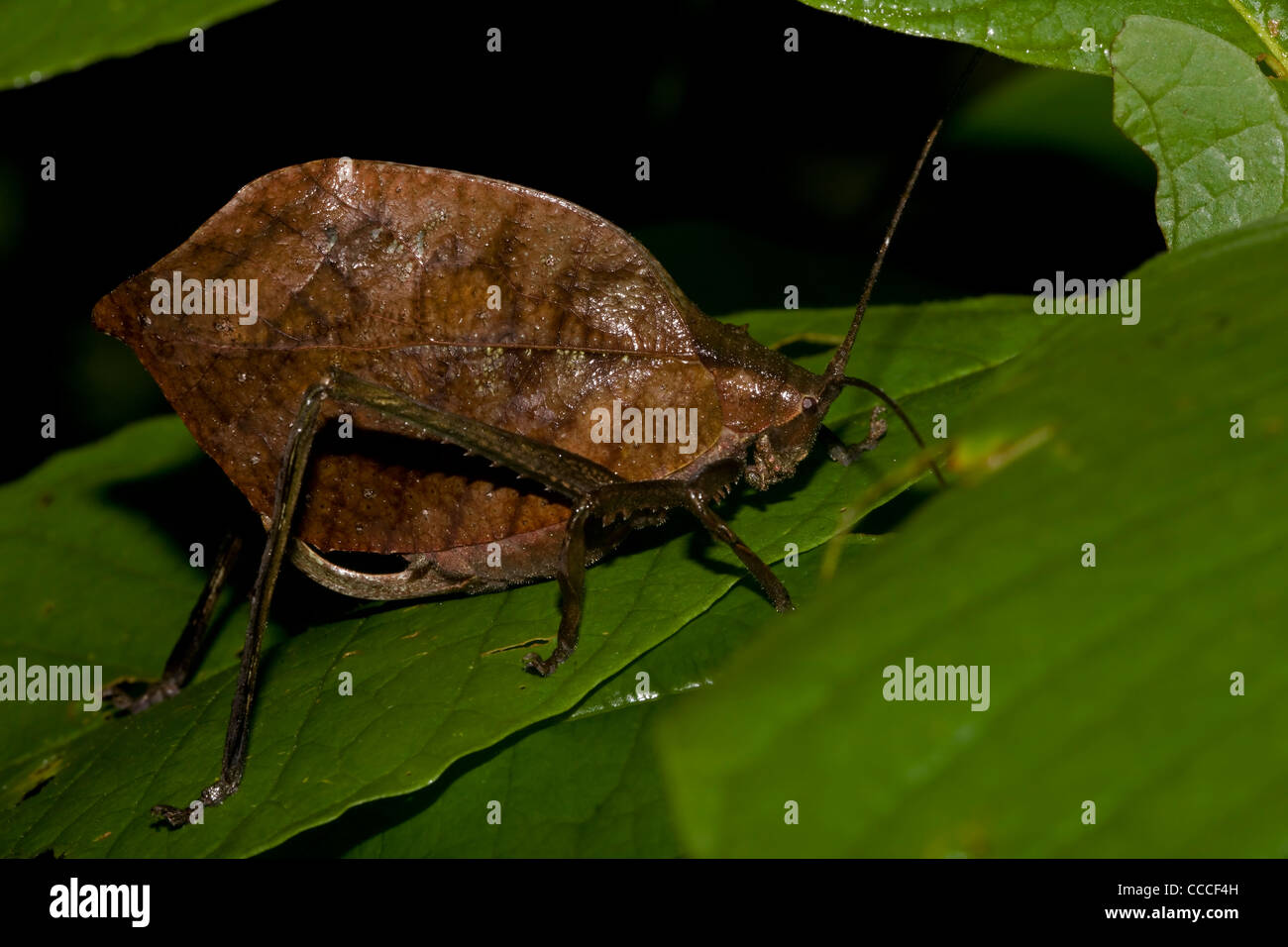 Leaf mimic katydid - Costa Rica - camoflauged to look like leaf for ...