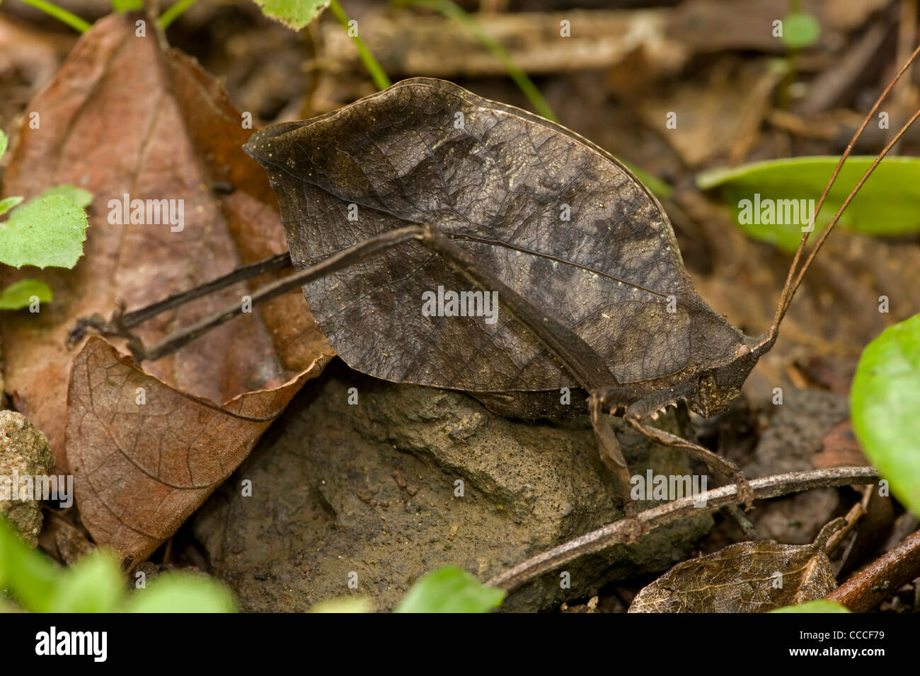 Leaf mimic katydid - Costa Rica - camoflauged to look like leaf for ...
