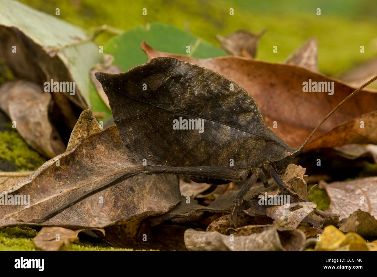 Leaf mimic katydid - Costa Rica - camoflauged to look like leaf for ...