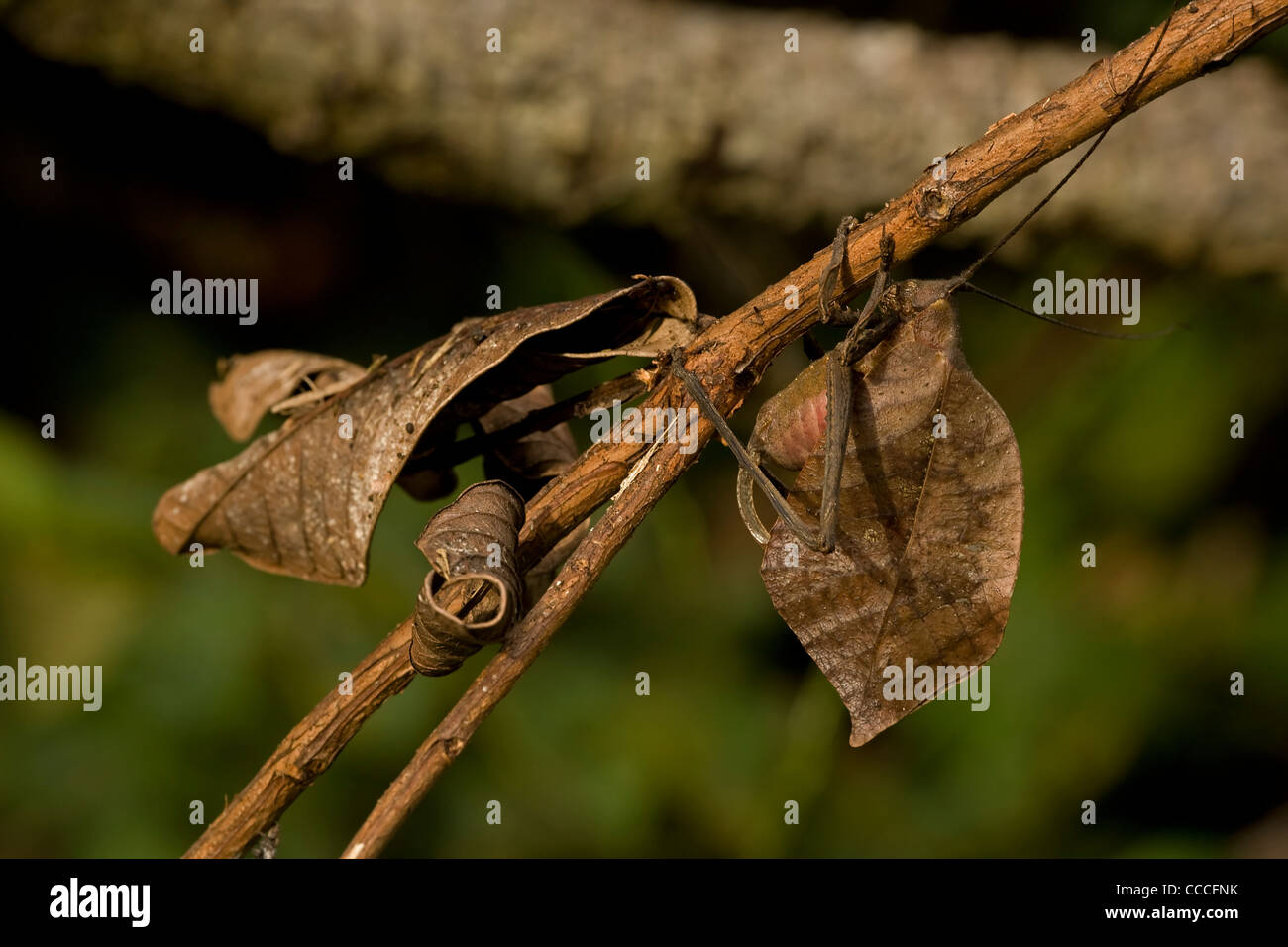 Leaf mimic katydid - Costa Rica - camoflauged to look like leaf for ...