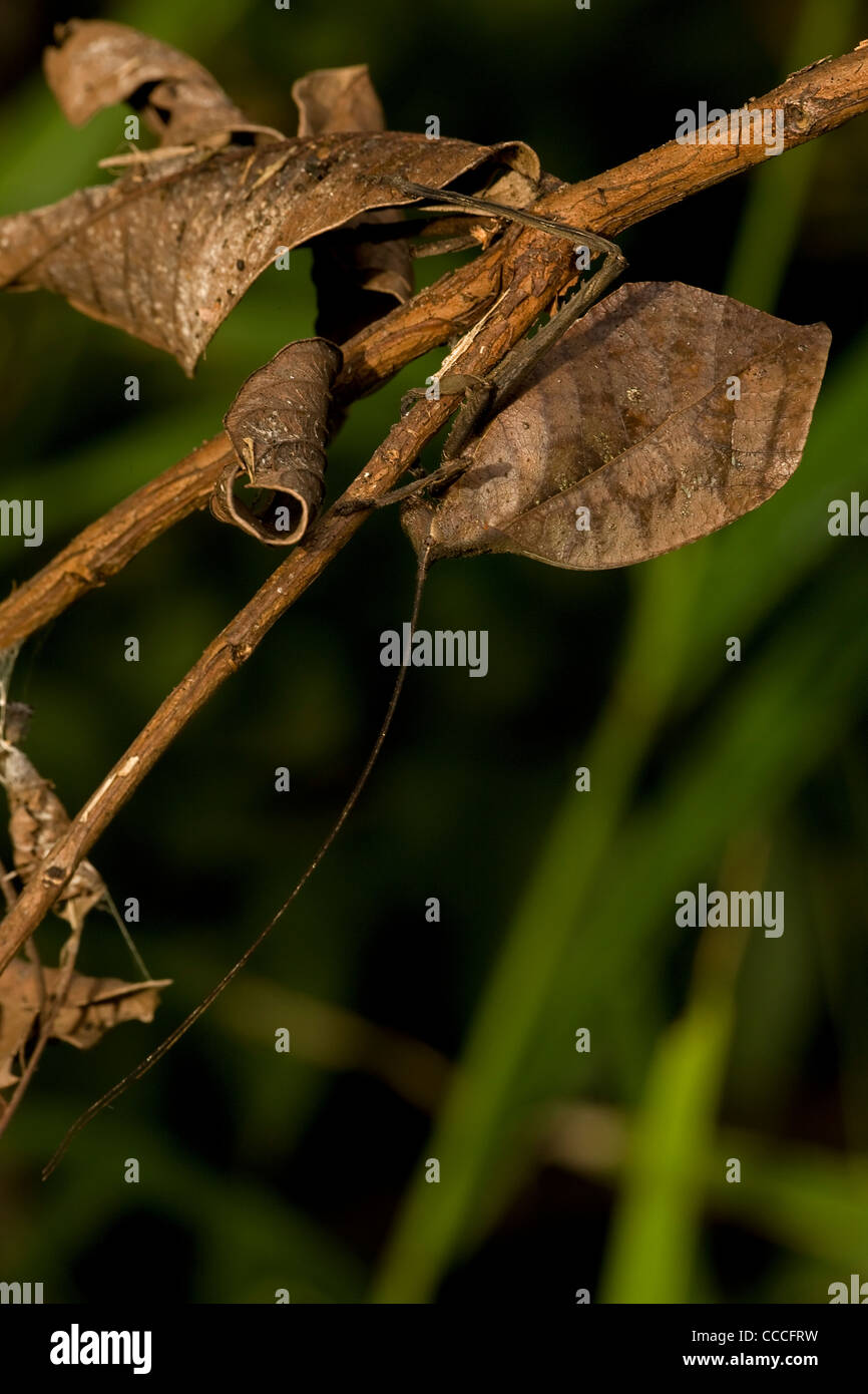 Katydid leaf mimic insect costa hi-res stock photography and images - Alamy