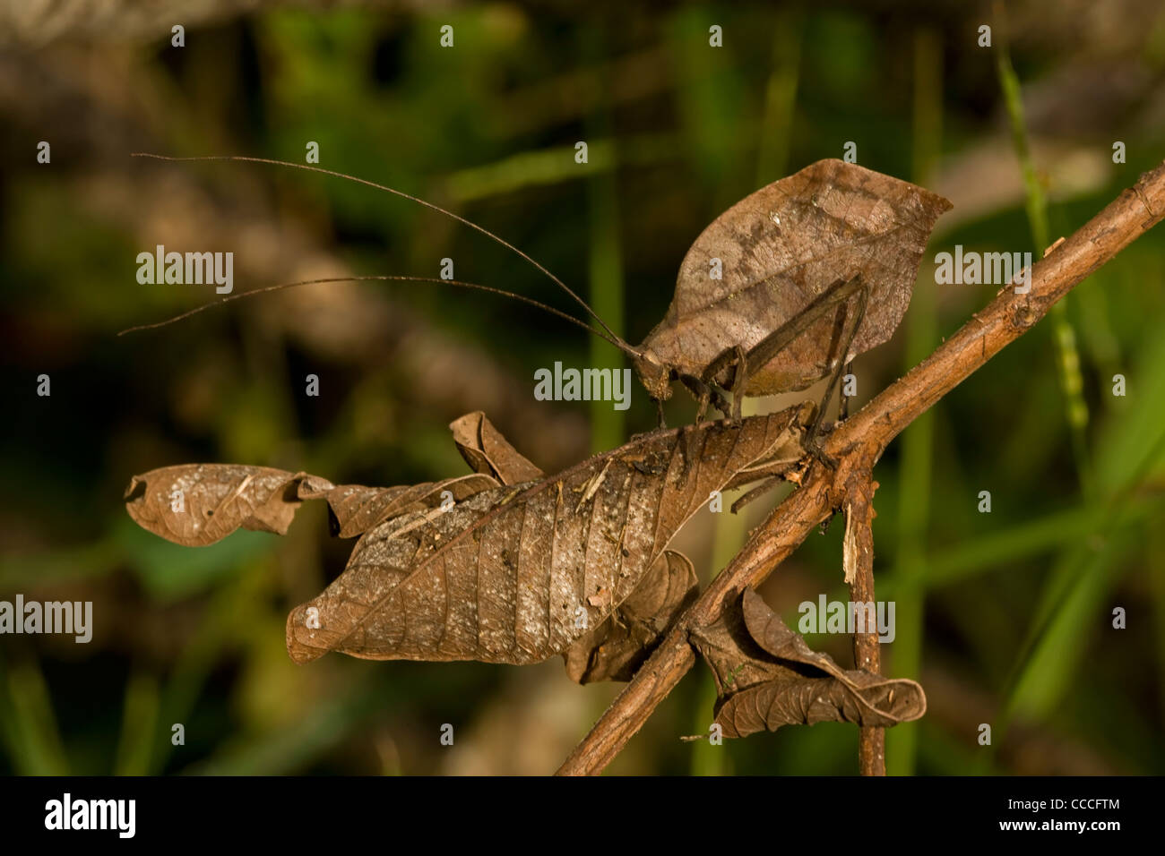 Leaf mimic katydid - Costa Rica - camoflauged to look like leaf for ...