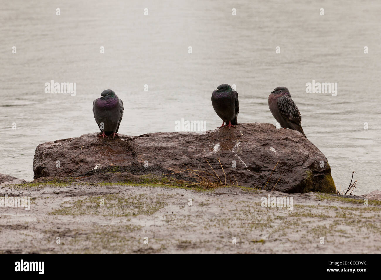 Pigeons sitting on rock in the rain Stock Photo - Alamy