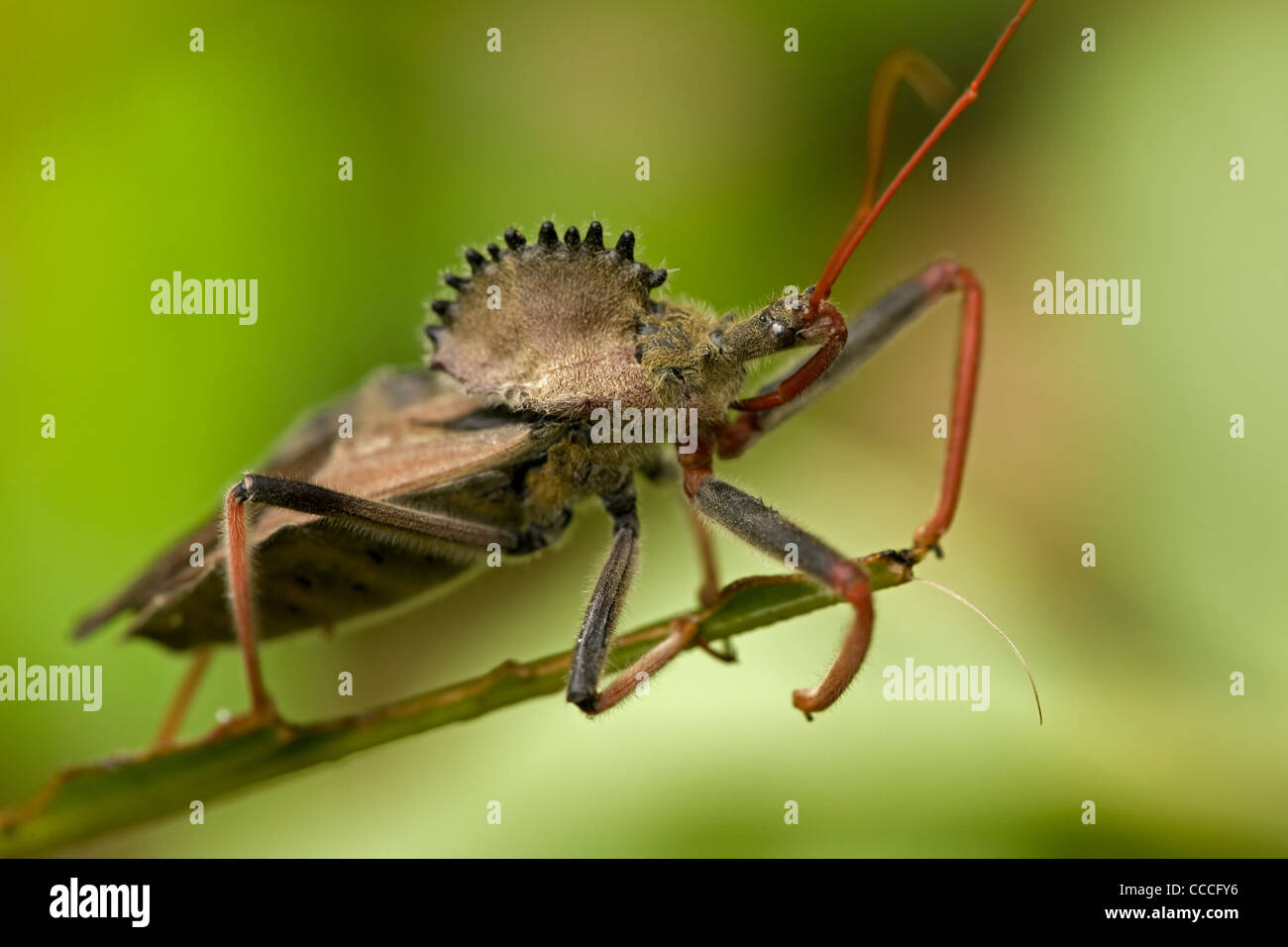 Wheel Bug (Arilus spp.), Costa Rica, family Reduviidae Stock Photo - Alamy