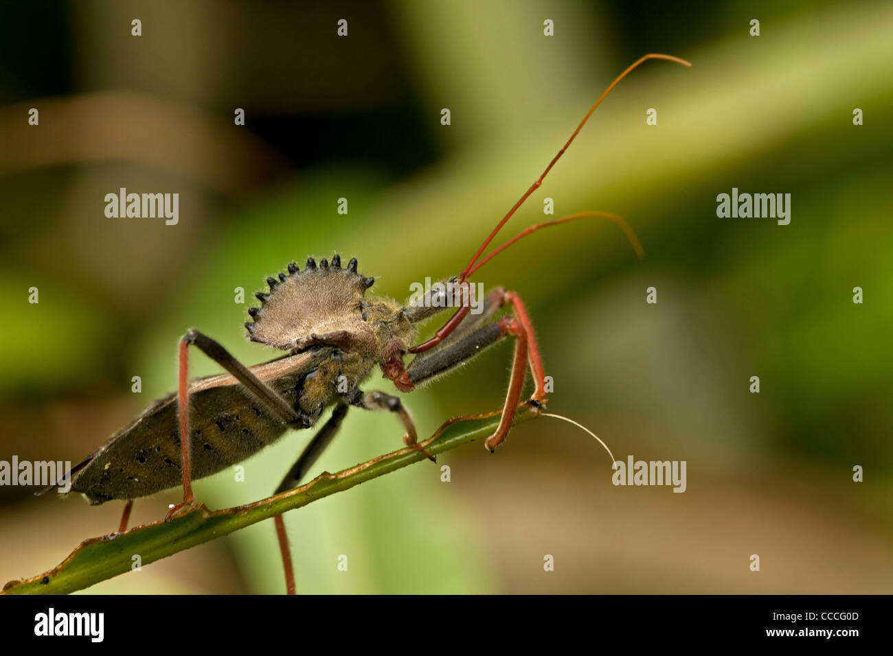 Wheel Bug (Arilus spp.), Costa Rica, family Reduviidae Stock Photo - Alamy