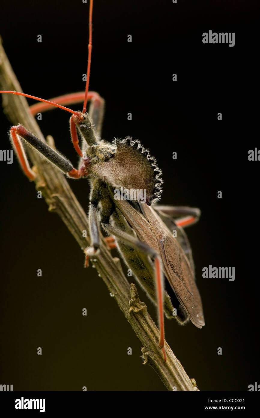 Wheel Bug (Arilus spp.), Costa Rica, family Reduviidae Stock Photo - Alamy