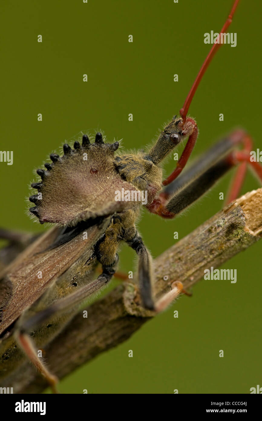 Wheel Bug (Arilus spp.), Costa Rica, family Reduviidae Stock Photo - Alamy