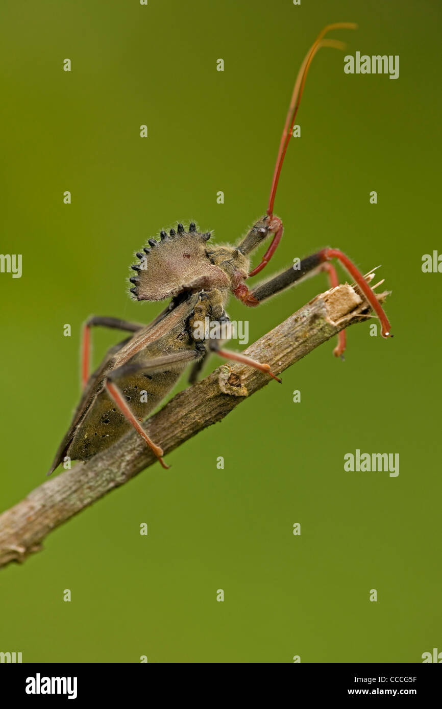 Wheel Bug (Arilus spp.), Costa Rica, family Reduviidae Stock Photo - Alamy