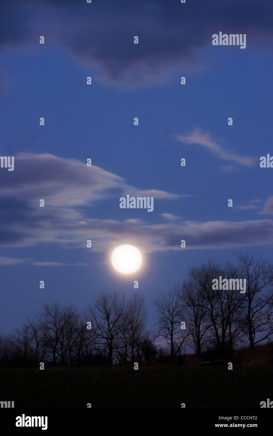 Moon above trees at night, czech Republic Stock Photo - Alamy
