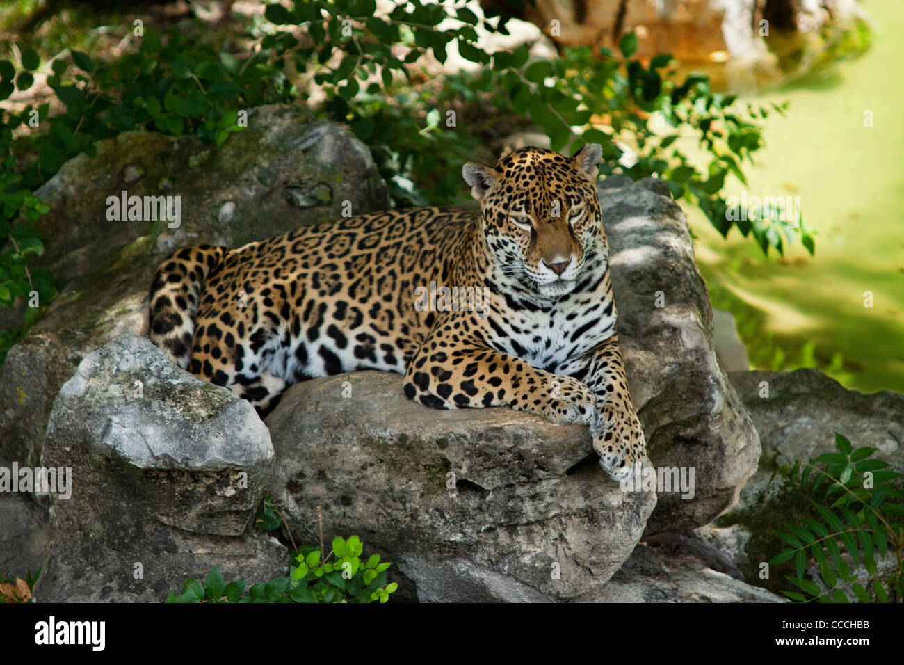 Leopard resting in shade hi-res stock photography and images - Alamy
