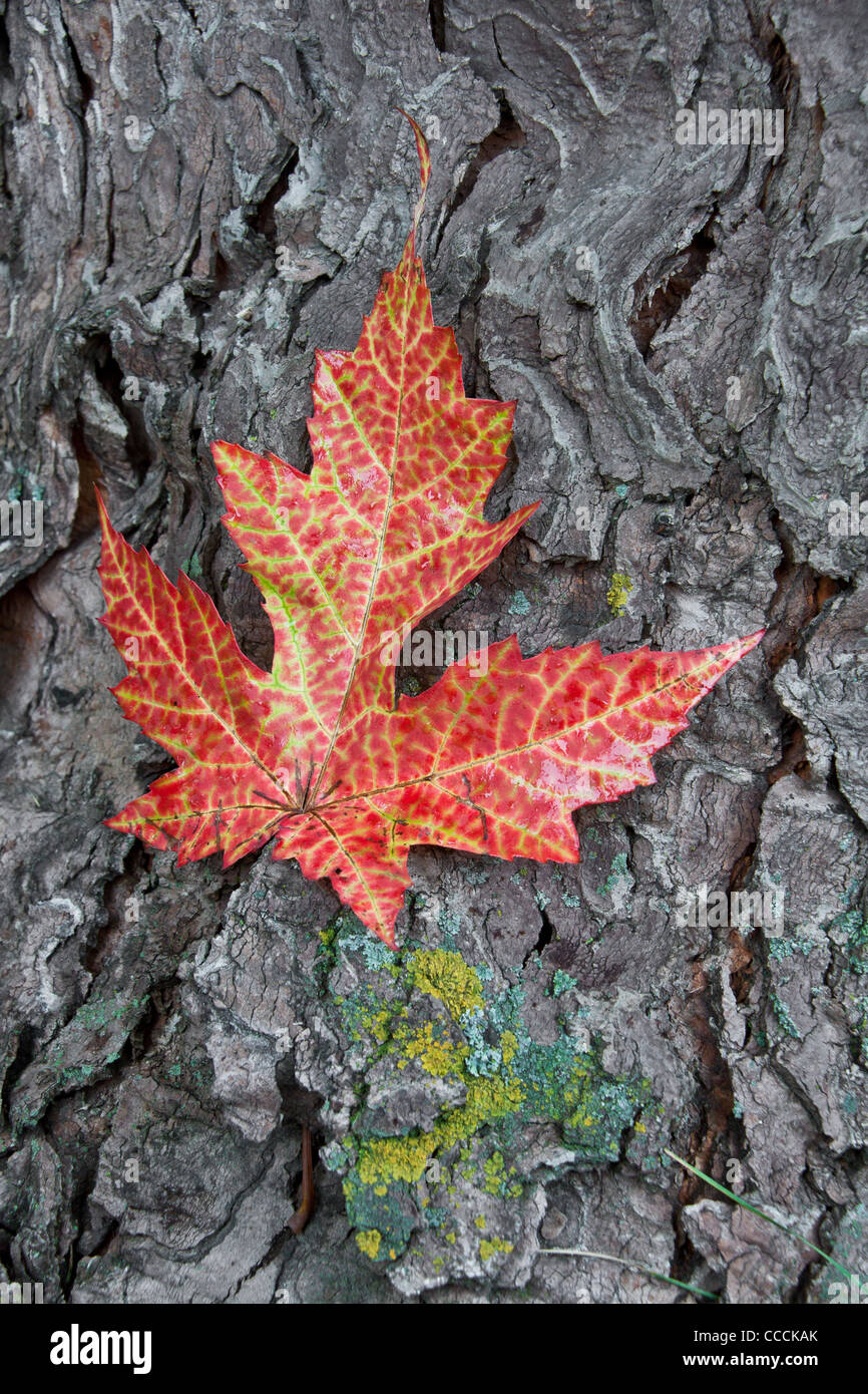 Lichens bark hi-res stock photography and images - Alamy