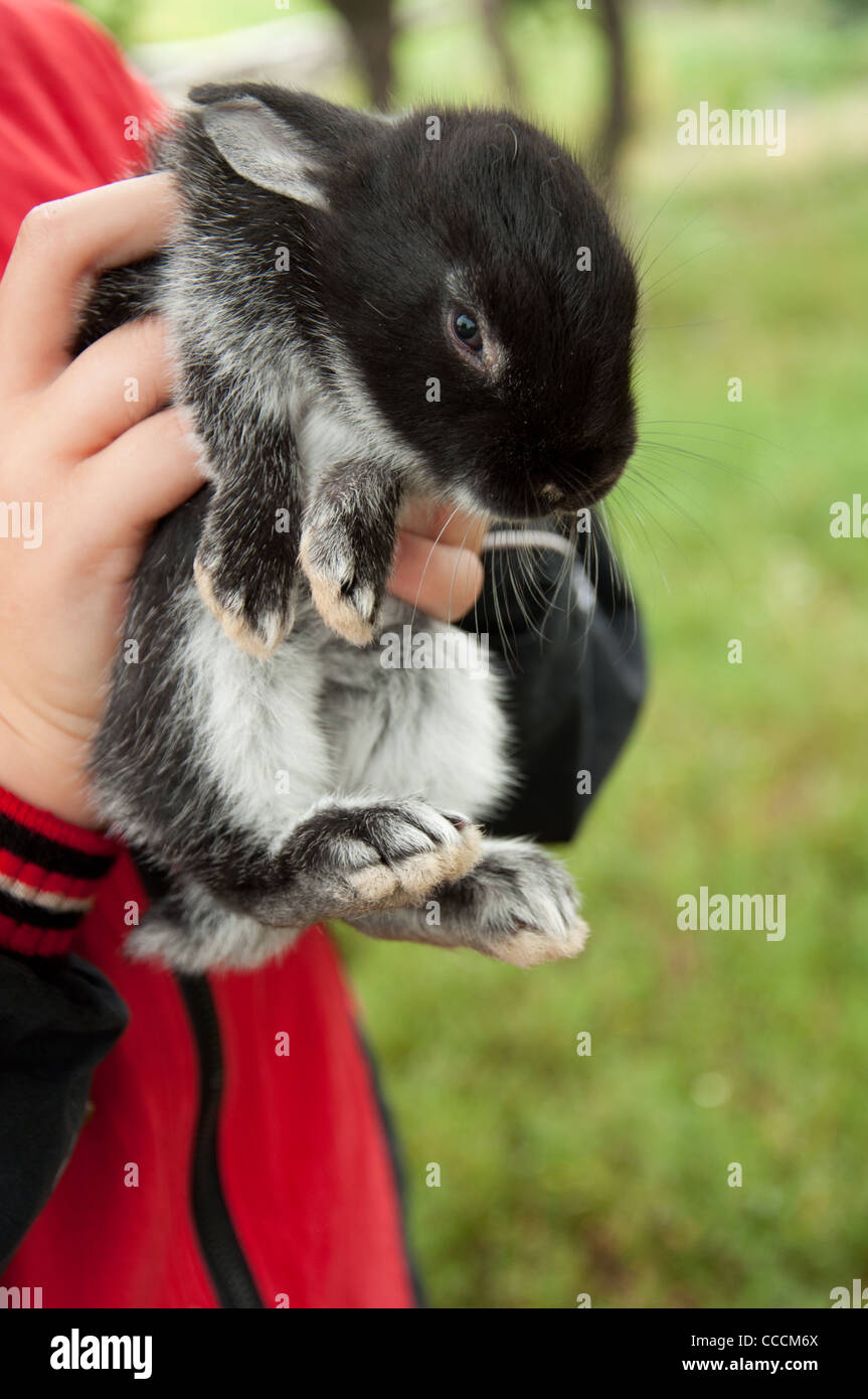Animal arms hi-res stock photography and images - Alamy