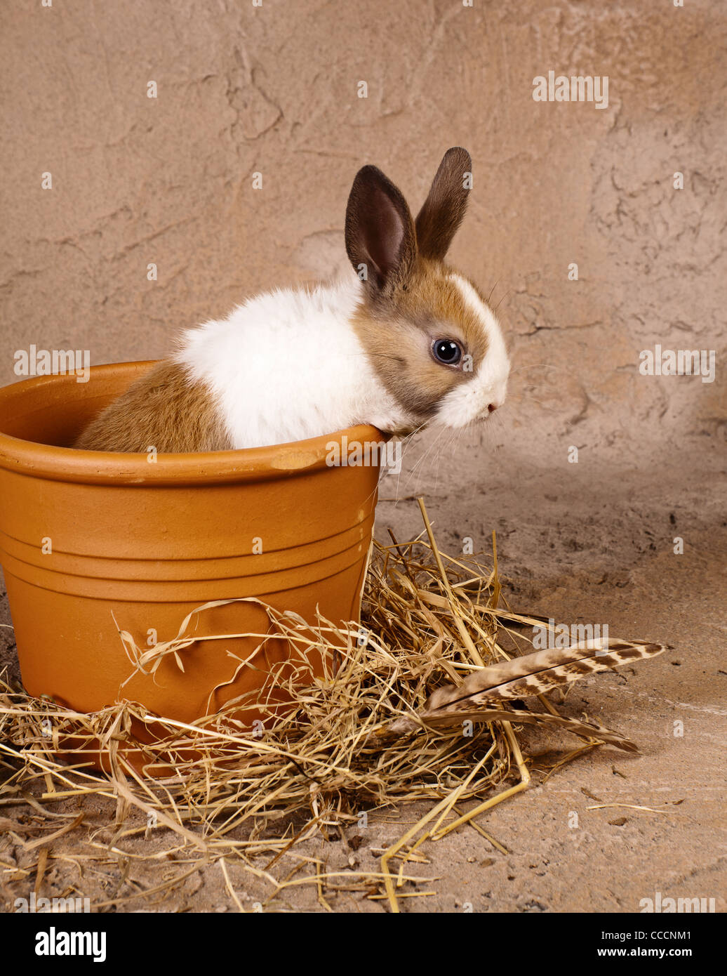 Stone rabbits hi-res stock photography and images - Alamy
