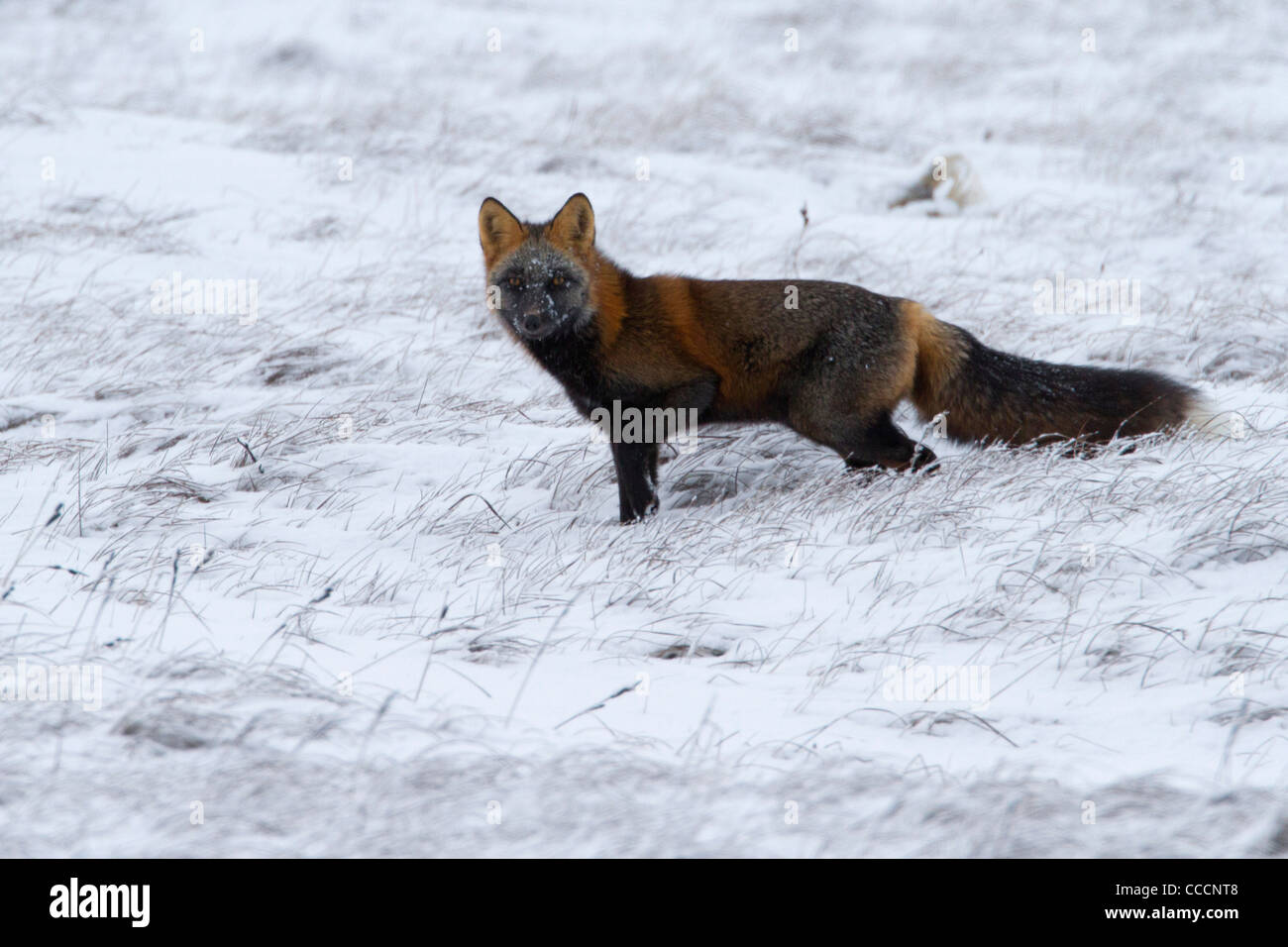 Cross Fox (Red Fox, Vulpes vulpes) hunting in the arctic snow near ...