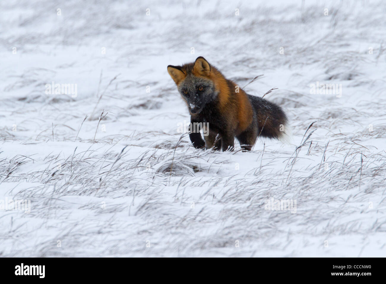 Cross Fox (Red Fox, Vulpes vulpes) hunting in the arctic snow near ...