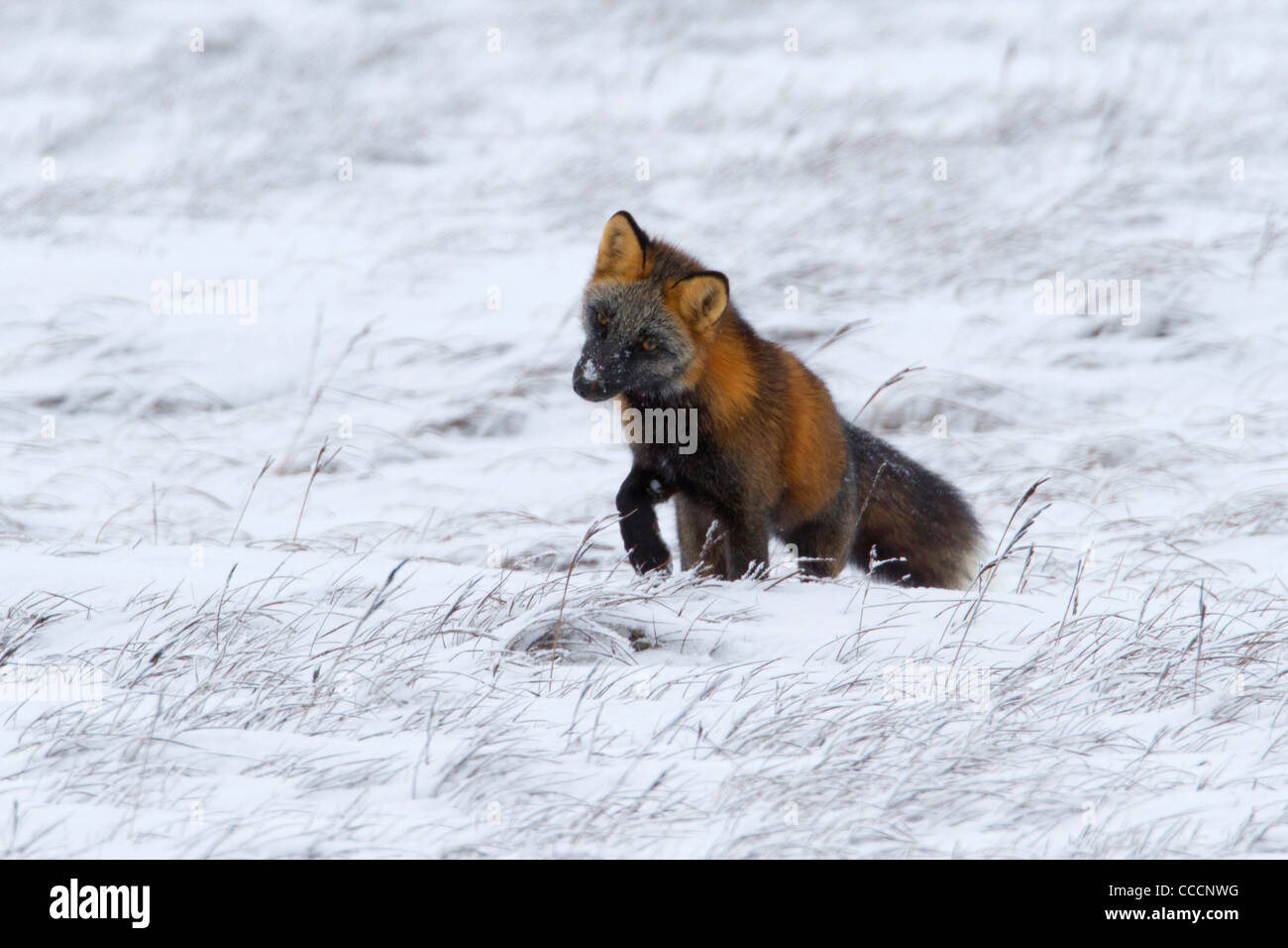 Cross Fox (Red Fox, Vulpes vulpes) hunting in the arctic snow near ...