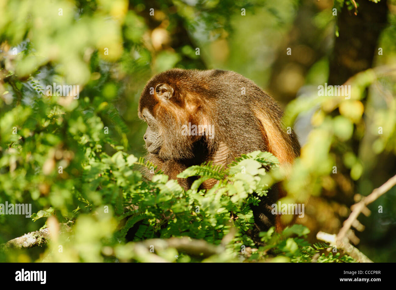 Monkey yelling hi-res stock photography and images - Alamy