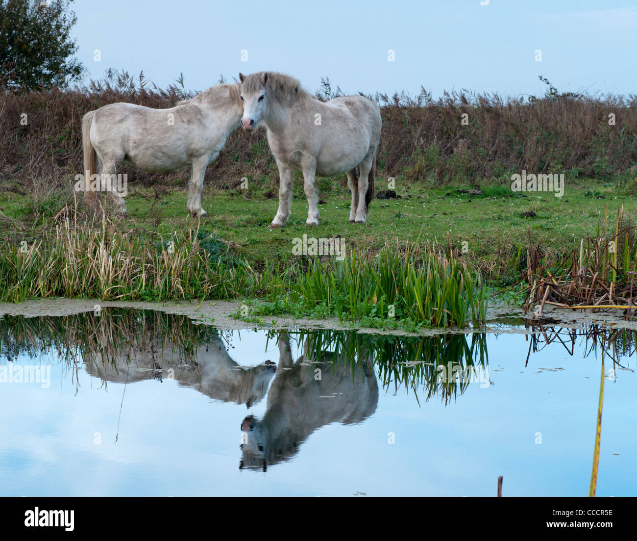 Nene washes hi-res stock photography and images - Alamy